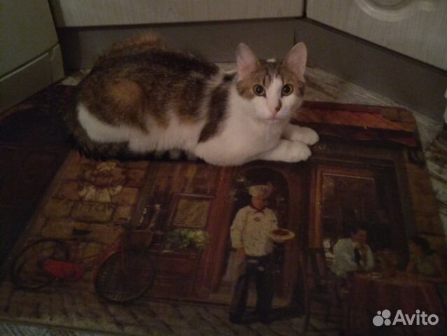 Котик Зайчик в заботливые руки