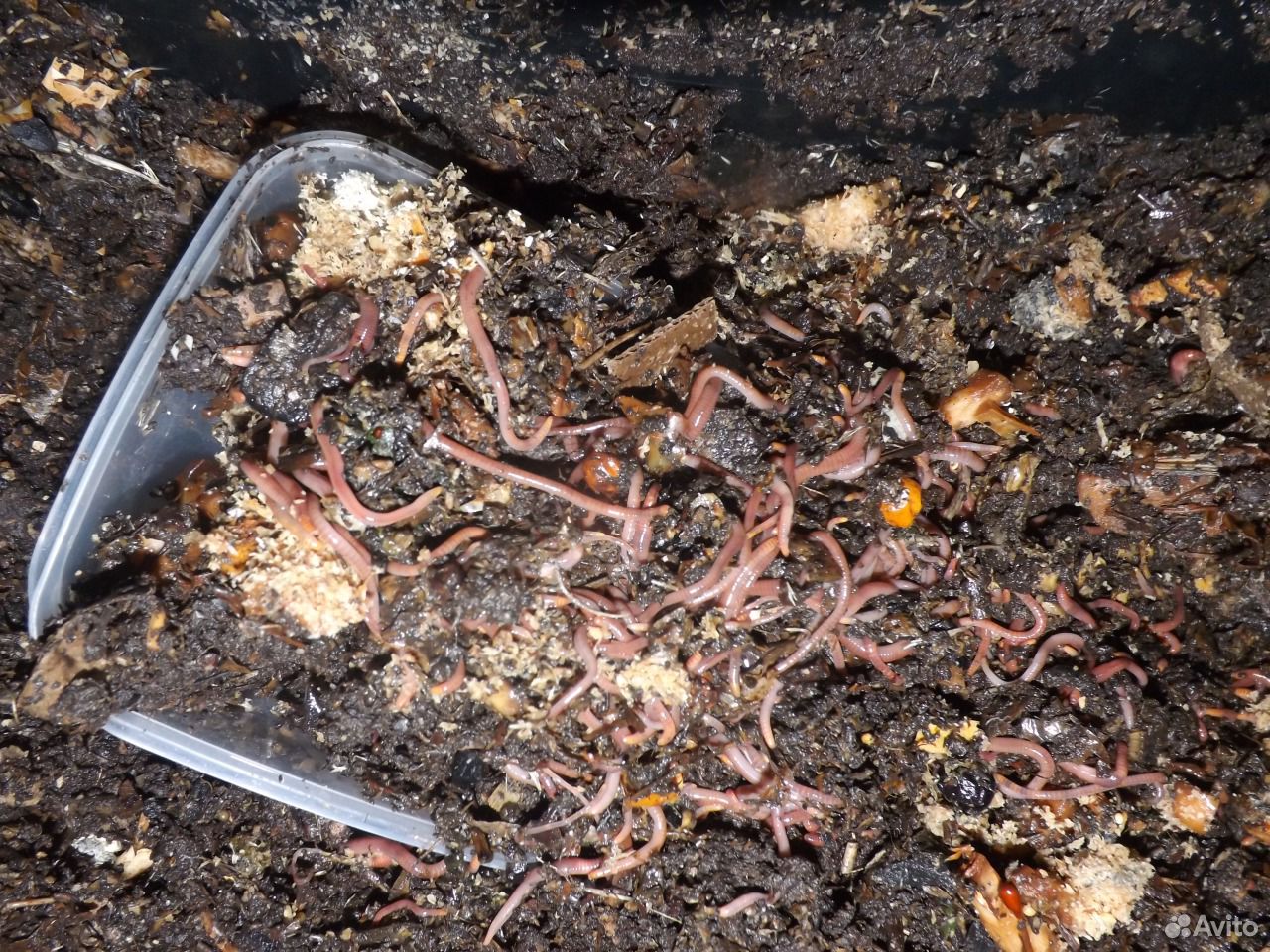 Красные калифорнийские черви