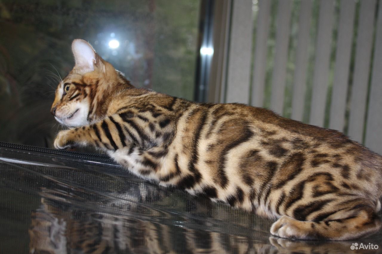 Бенгальская Степная красота