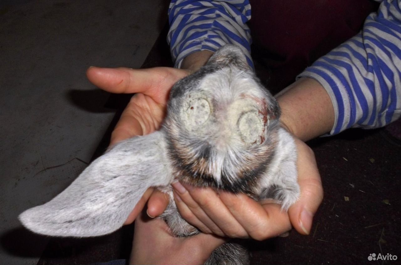 Обезроживание козлят, ягнят, телят