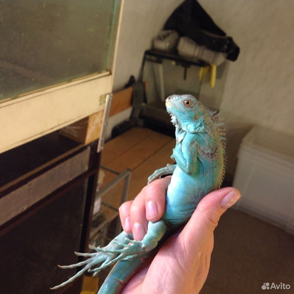 Голубая игуана
