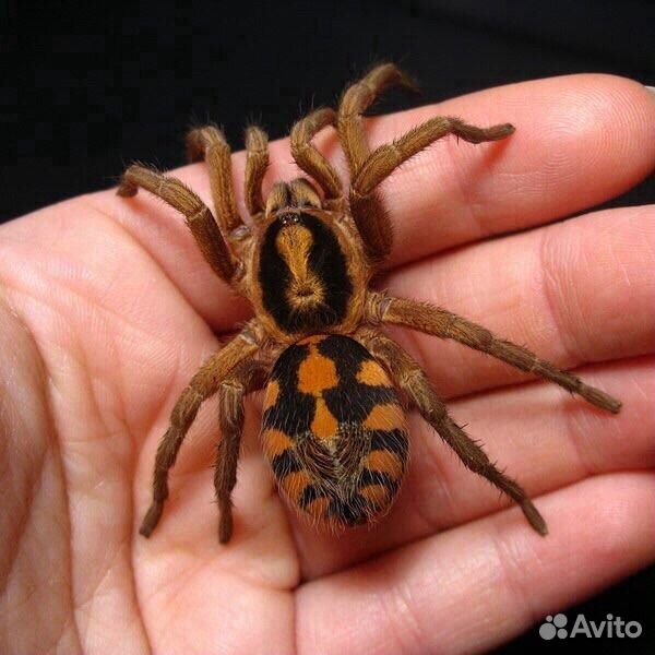 Паук птицеед hapalopus sp. columbia gross