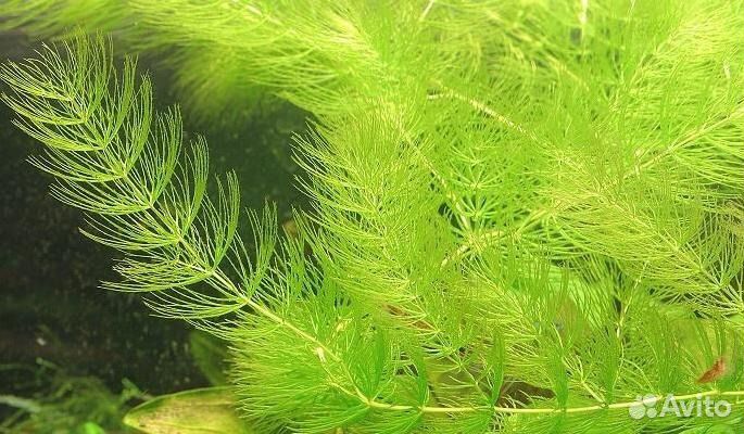 Роголистник, эхинодорус нежный, анубиас, лимонник