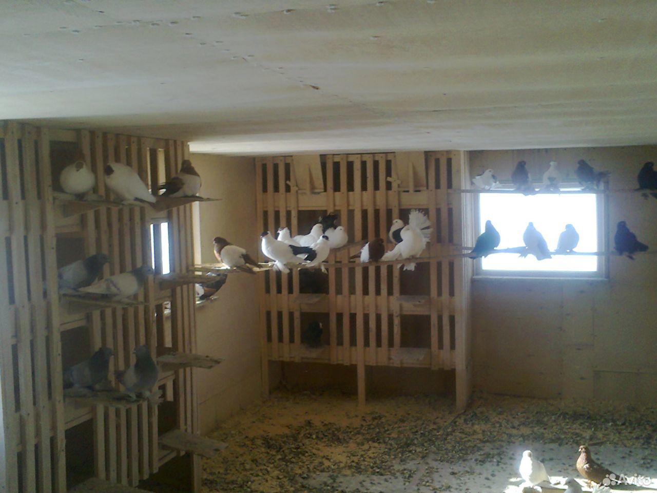 Голуби фазаны павлины цыплята