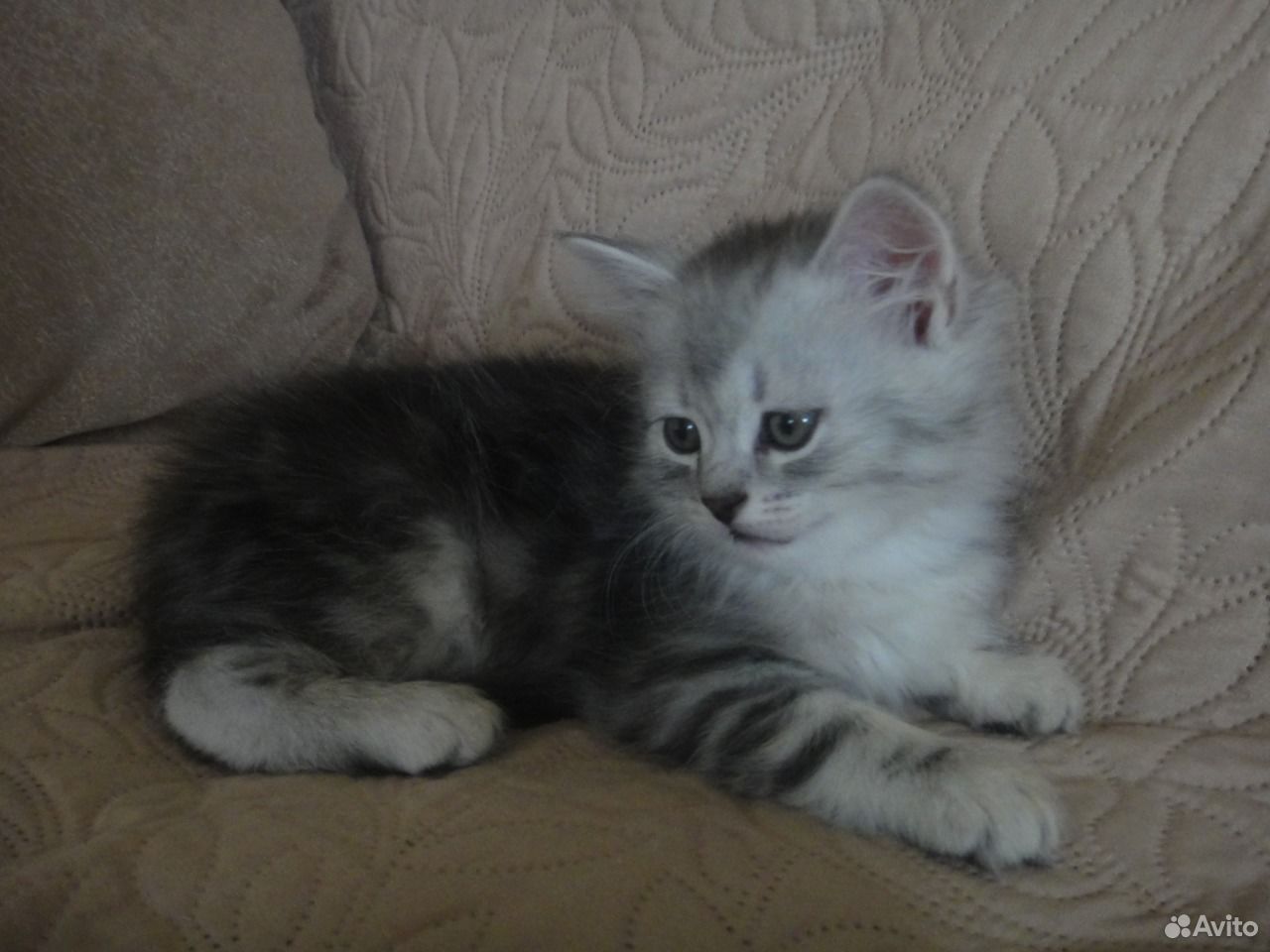 Продам шотландских котят