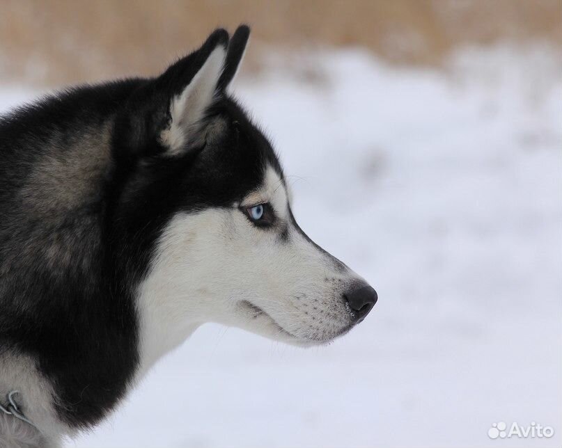 Шикарный кобель хаски ищет невесту