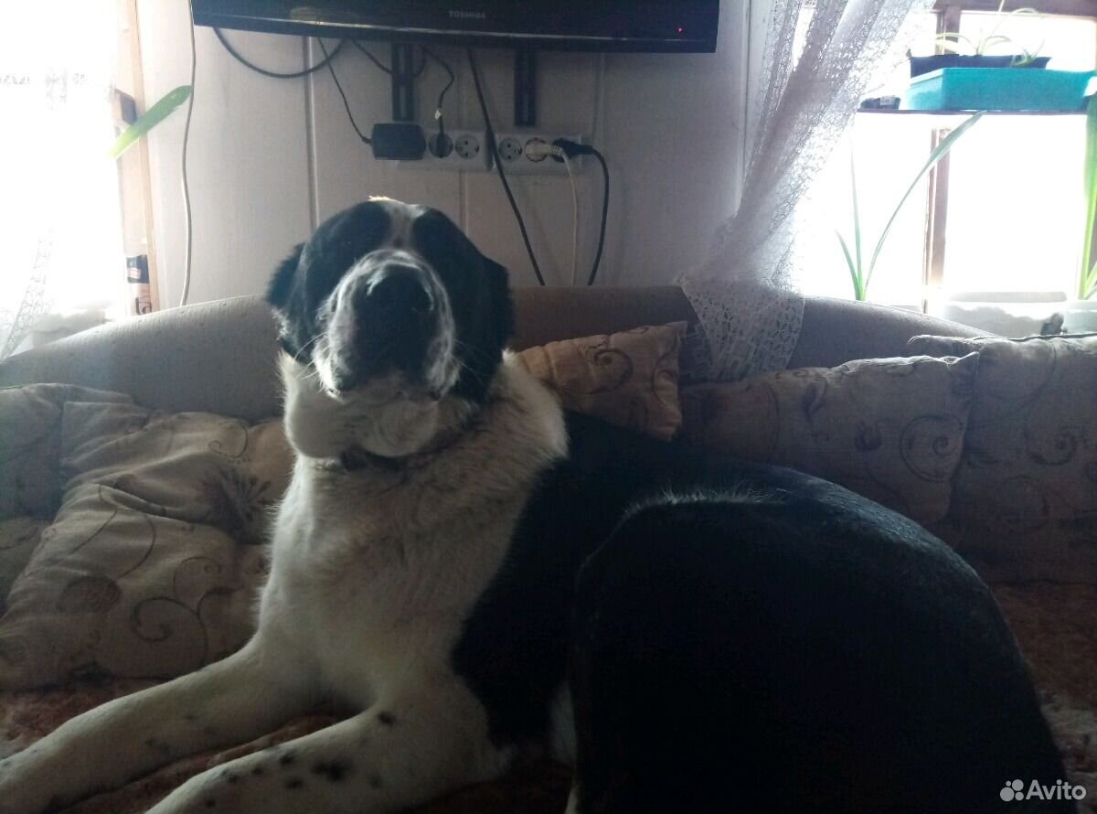 Двухлетний алабай в дар