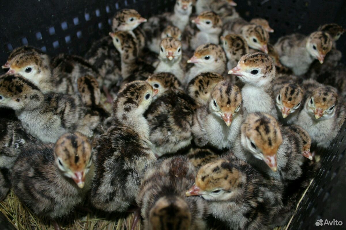 Бройлер,Индейка(Франция).Линда гуси