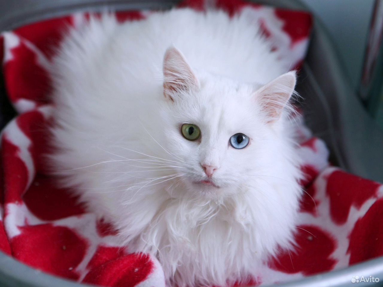 Белая ангорская разноглазая кошечка Лайма