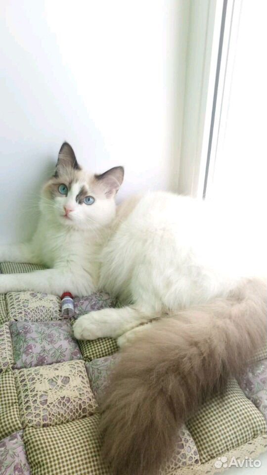 Мальчики одуванчики(рэгдолл)