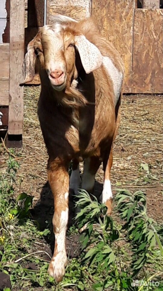 Племенной козел