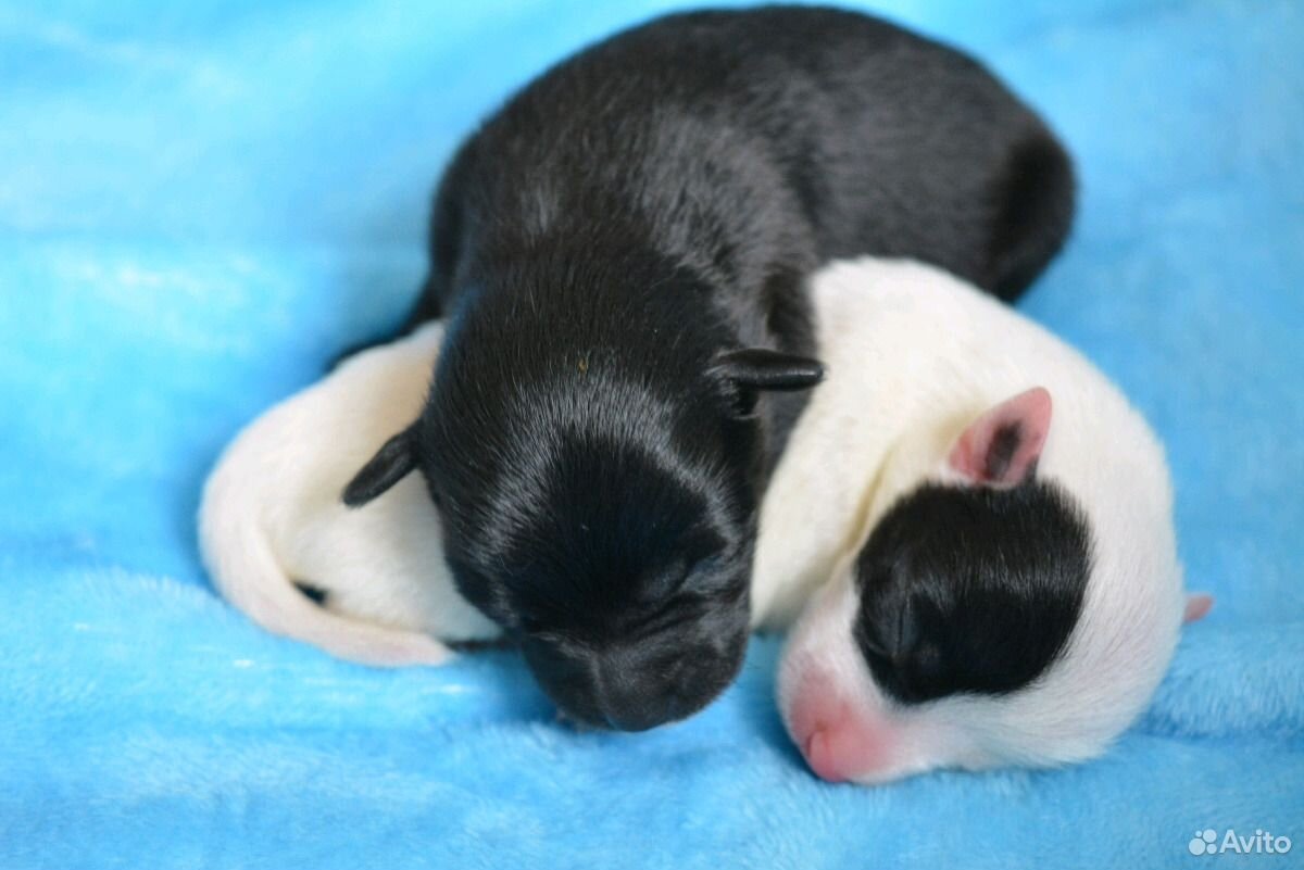 Мальчишки пуховички мексиканской голой мини