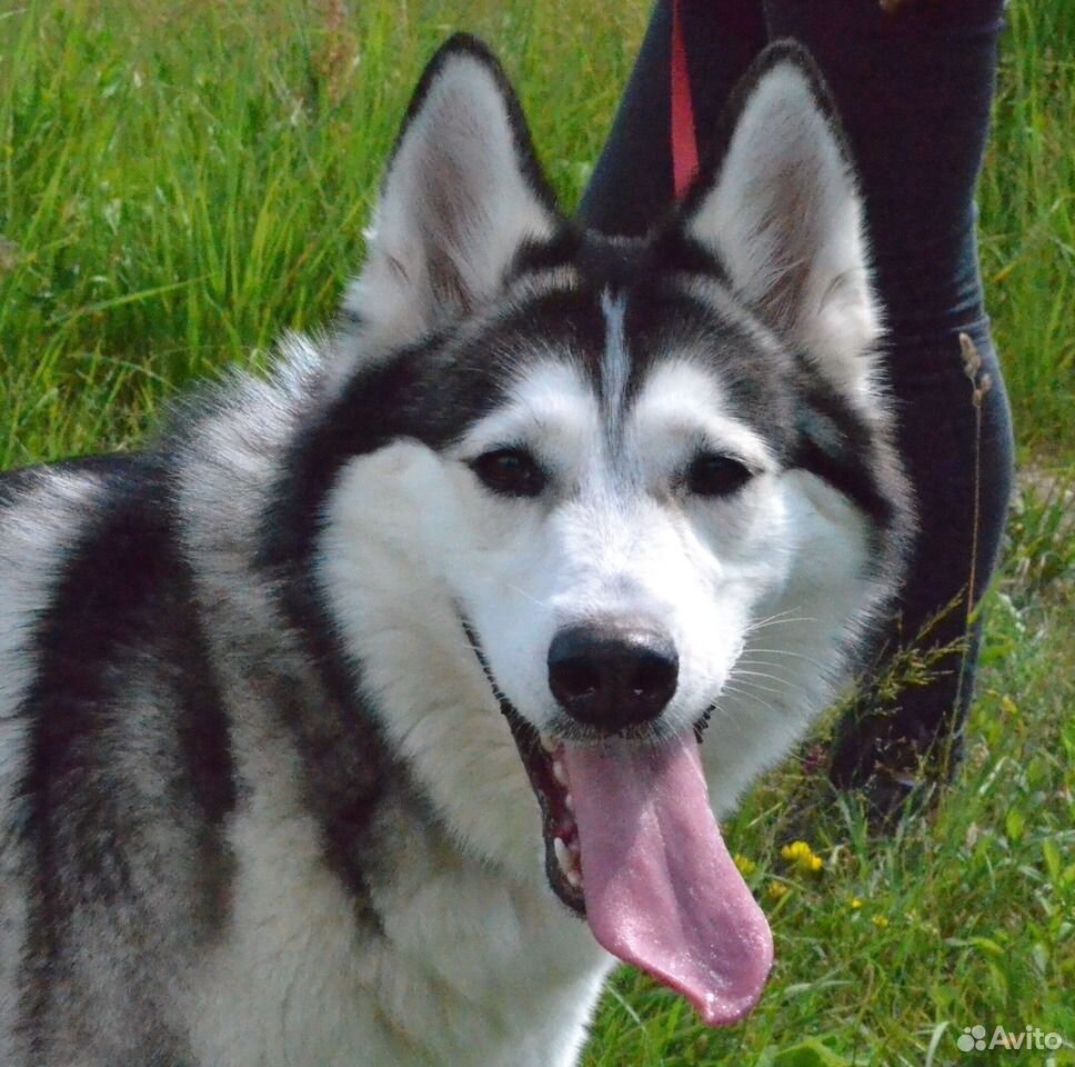Сибирская хаски Лиза в дар