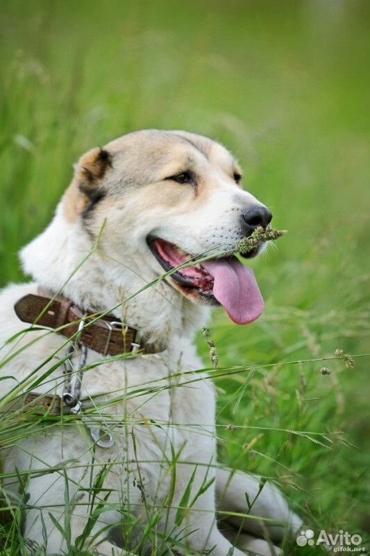 Красавица алабайка Марта в добрые руки