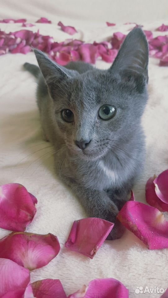 Бублик замурчательный котик, ищет свою семью