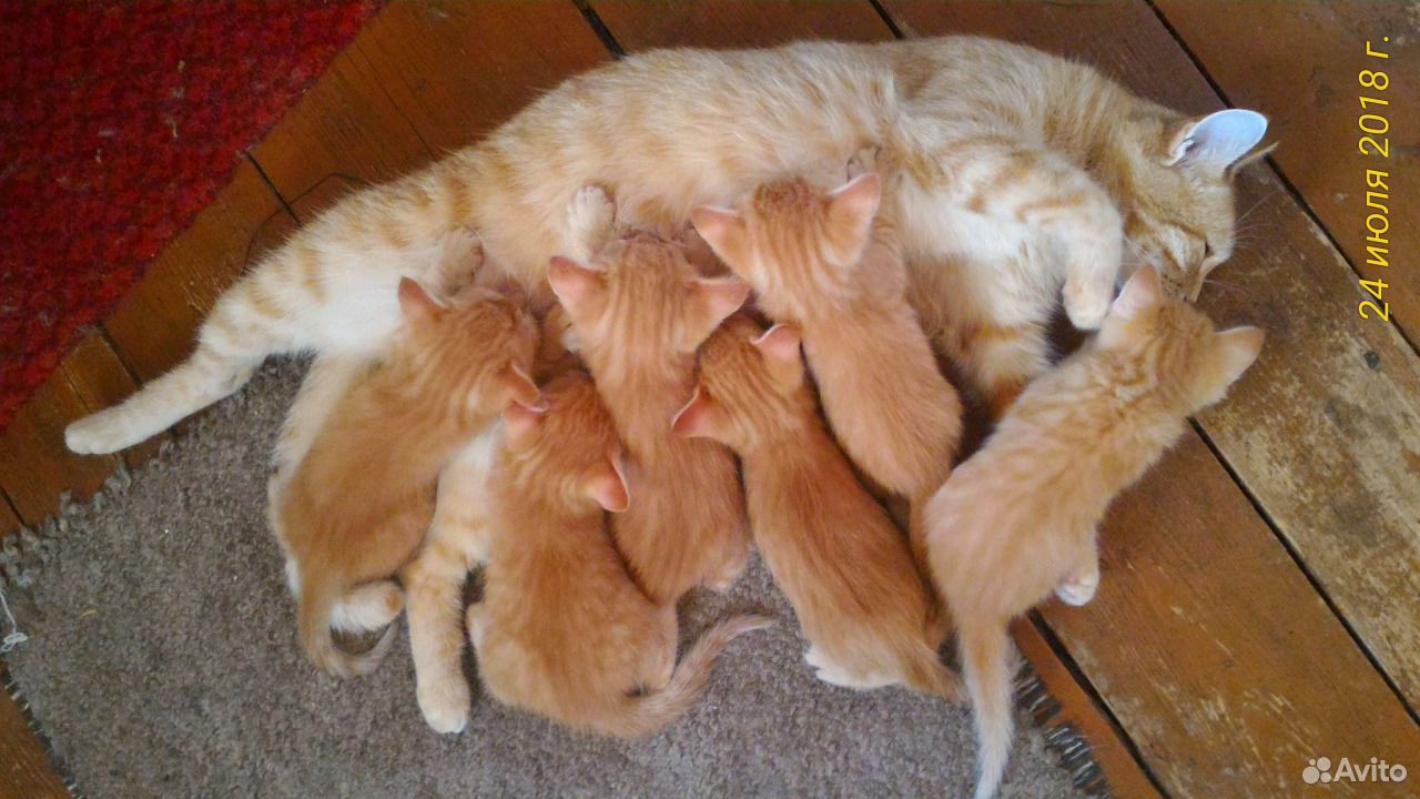 Рыжие котята