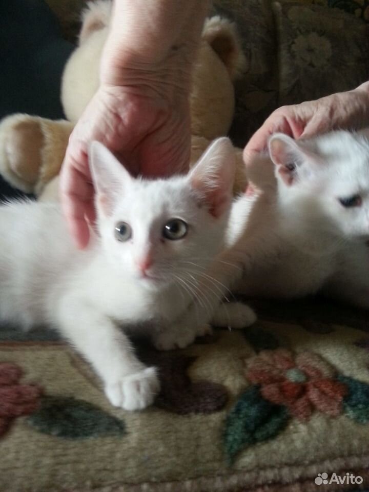 Белые котята