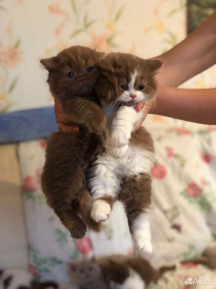 Британские малыши окрасов цинамон (с белым)