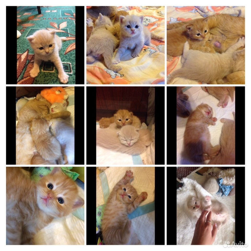 Шотландские котята