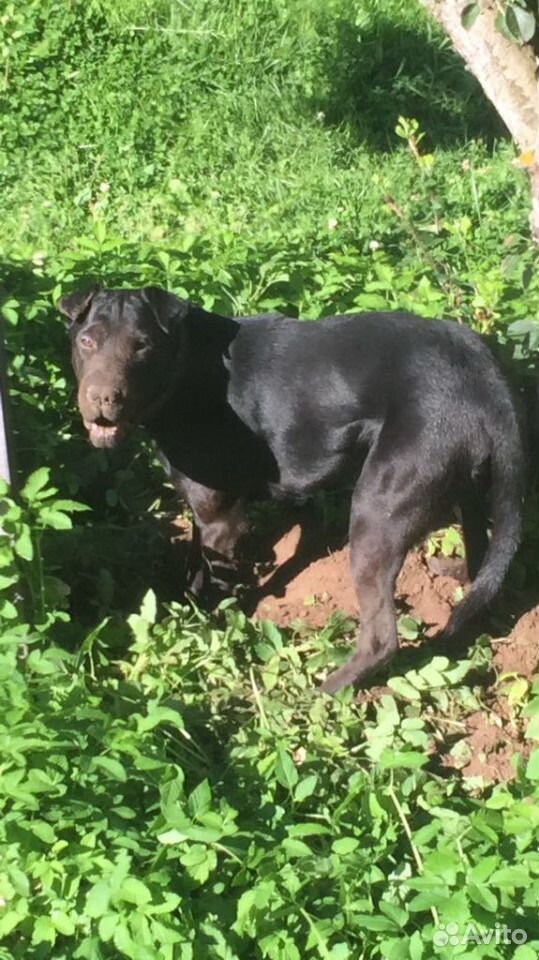 Отдам в добрые руки