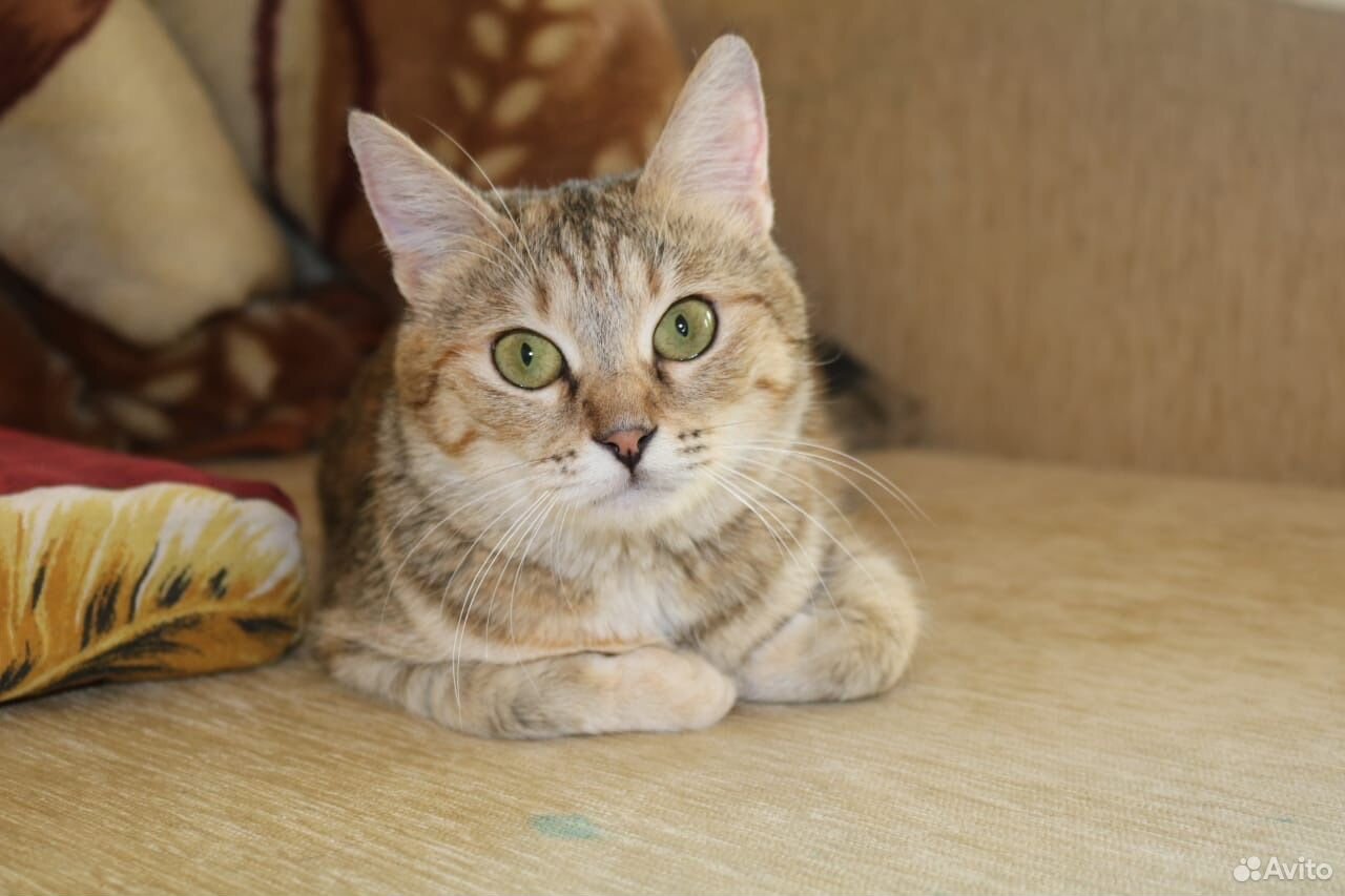 Кошечка Нюся в добрые руки