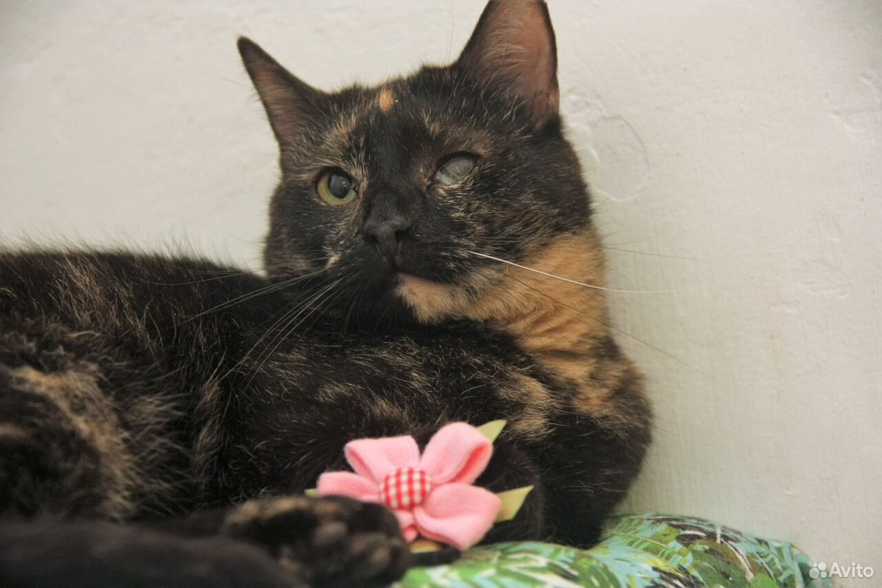 Ласкуша в добрые руки