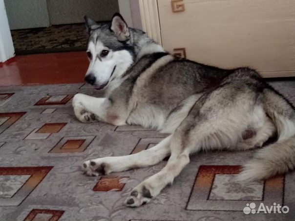 Аляский маламут