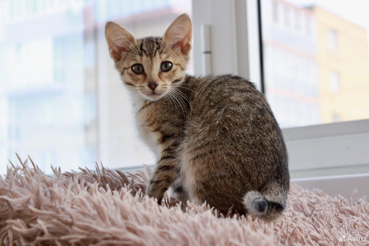 Котёнок девочка ок. 2 мес