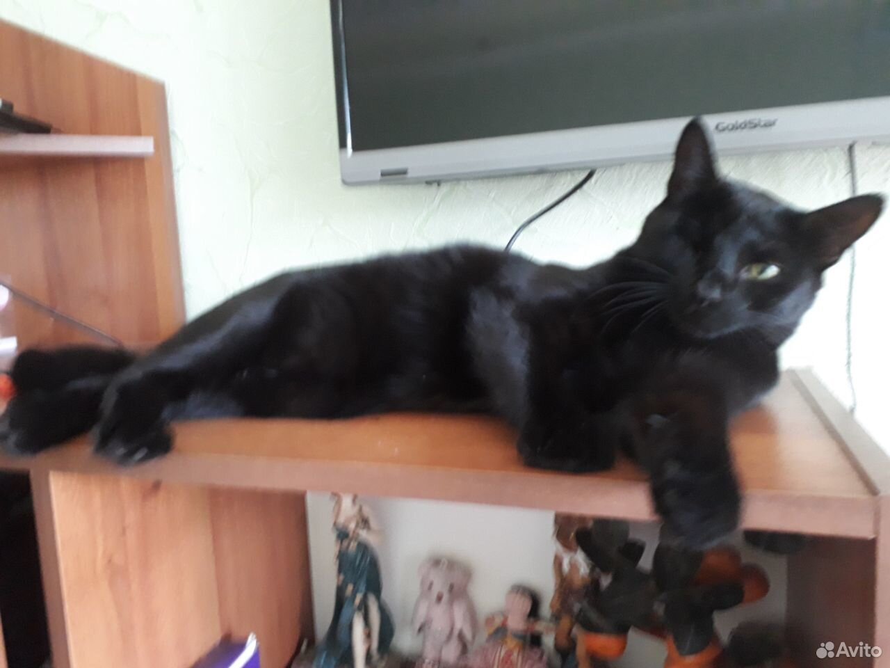 Отдам, бесплатно, черную, мини-пантеру)