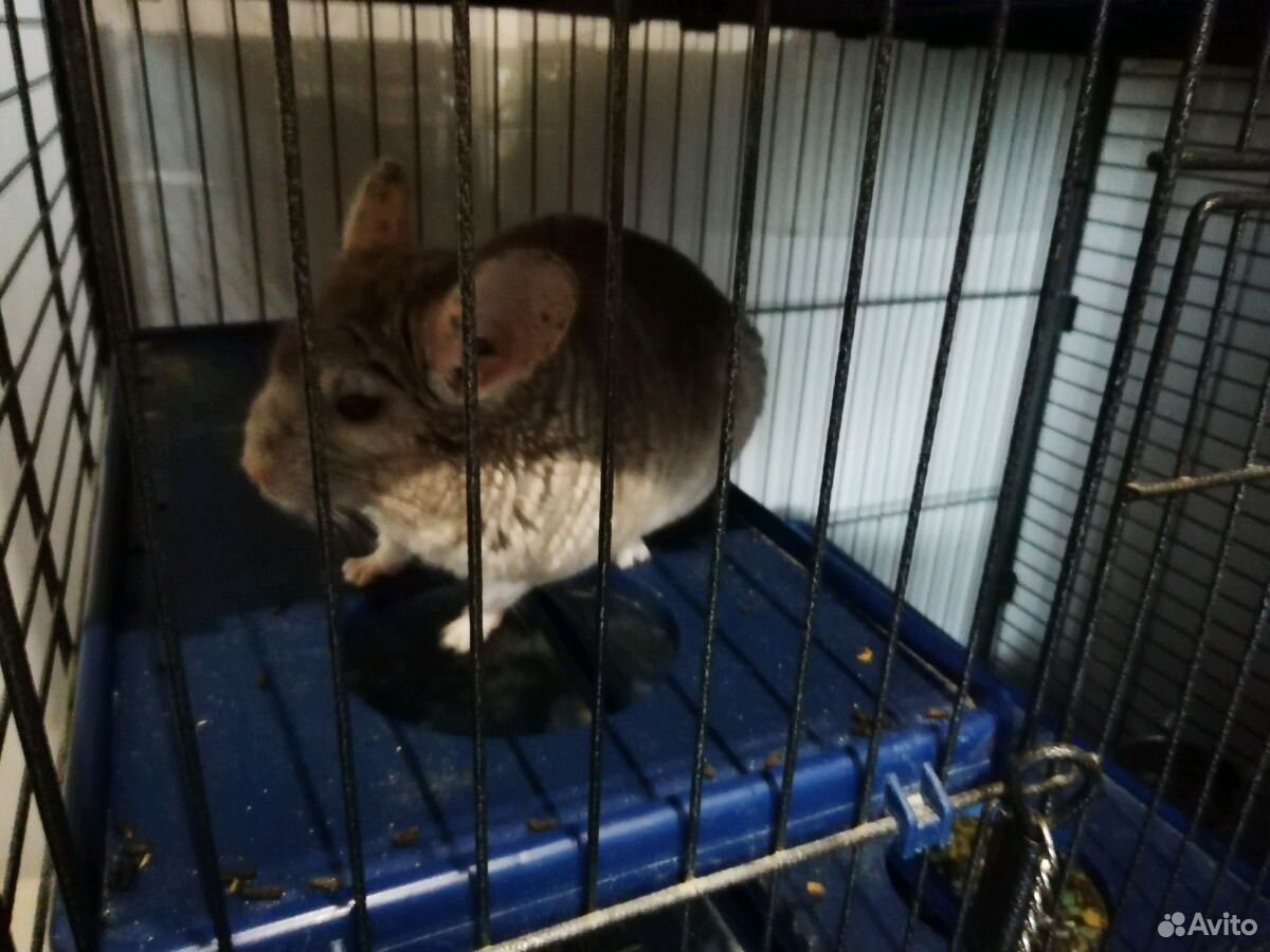 Шиншилла отдам в заботливые руки