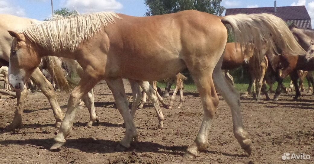 Жеребец советский тяжеловоз
