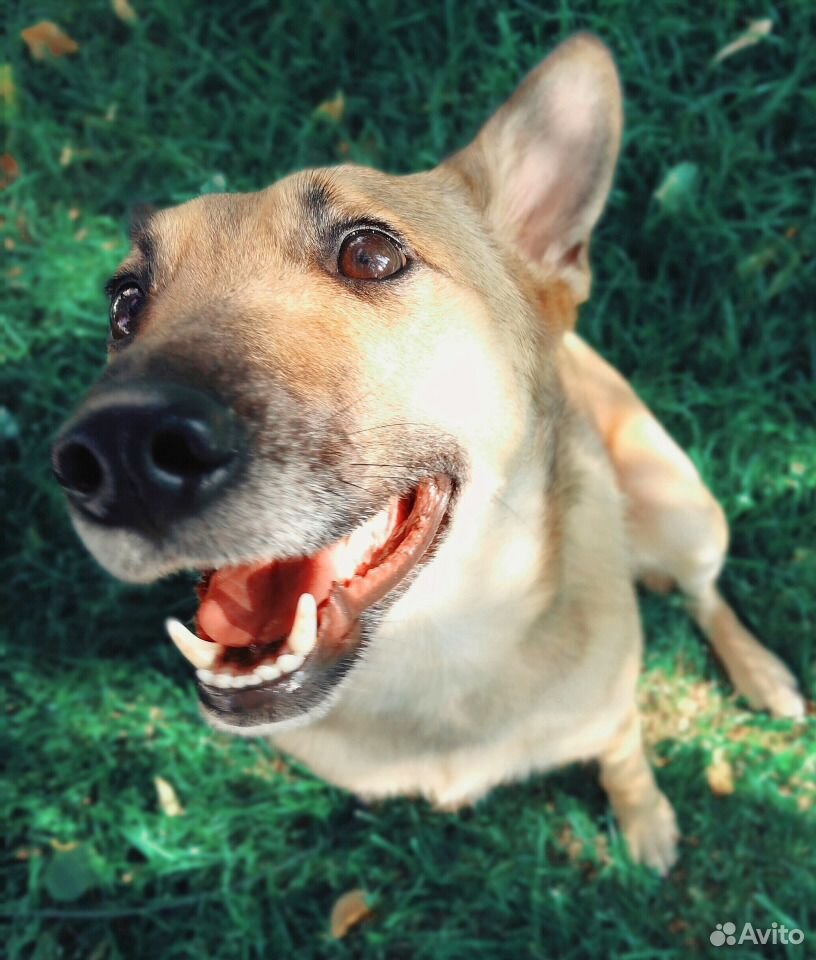 Собака в дар, в добрые руки