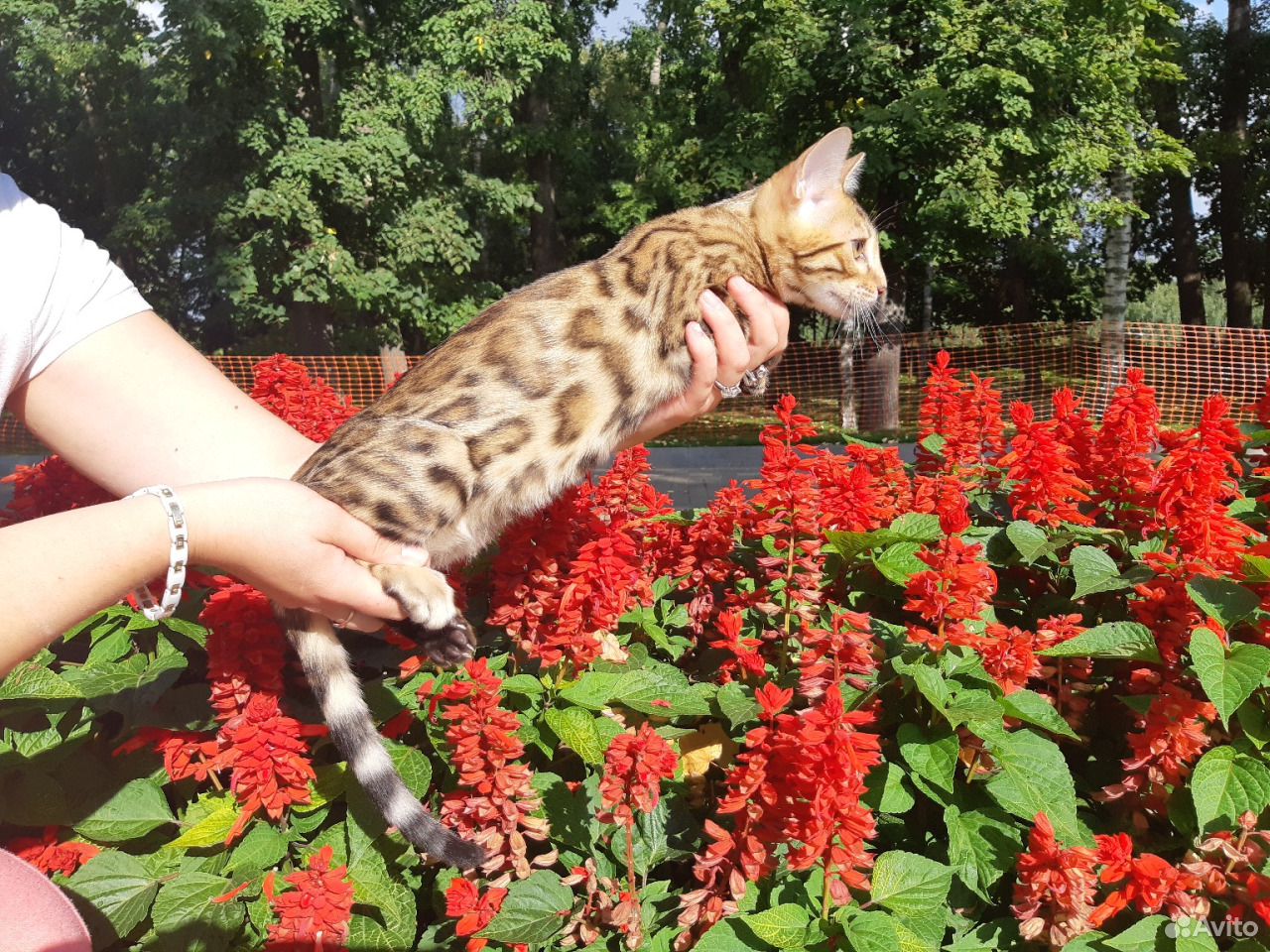 Питомник бенгальских кошек
