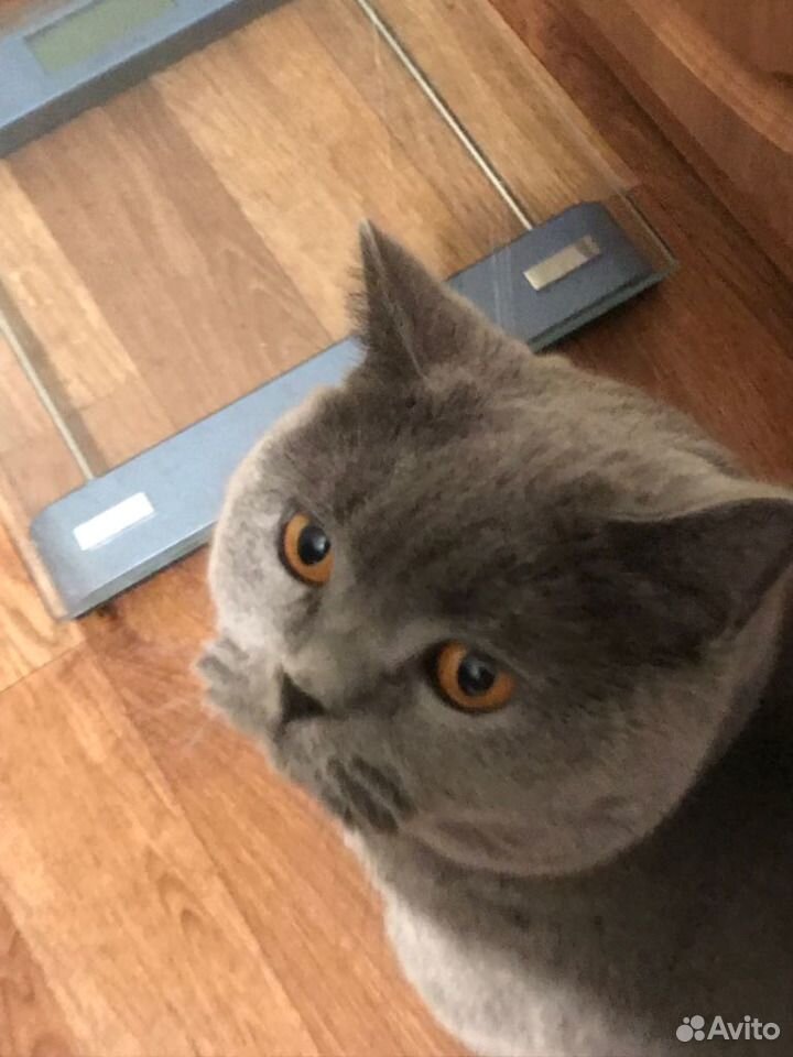 Очаровательная Британочка в добрые ручки