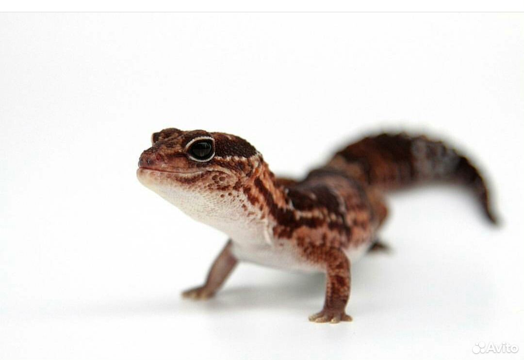 Гемитеконикс самец