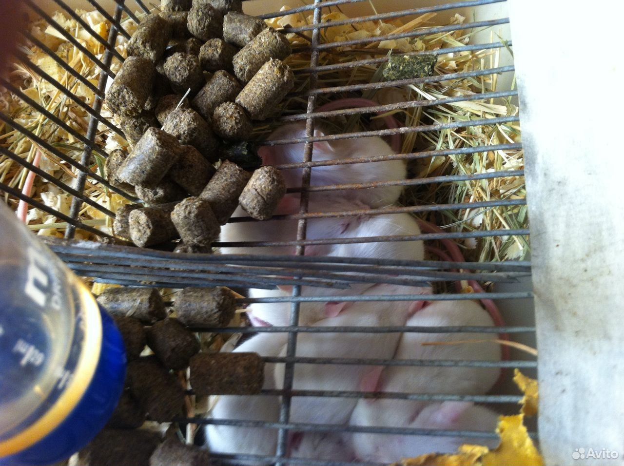 Белые лабораторные мыши