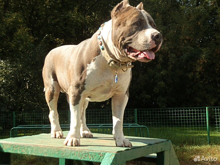 Американский стаффтерьер