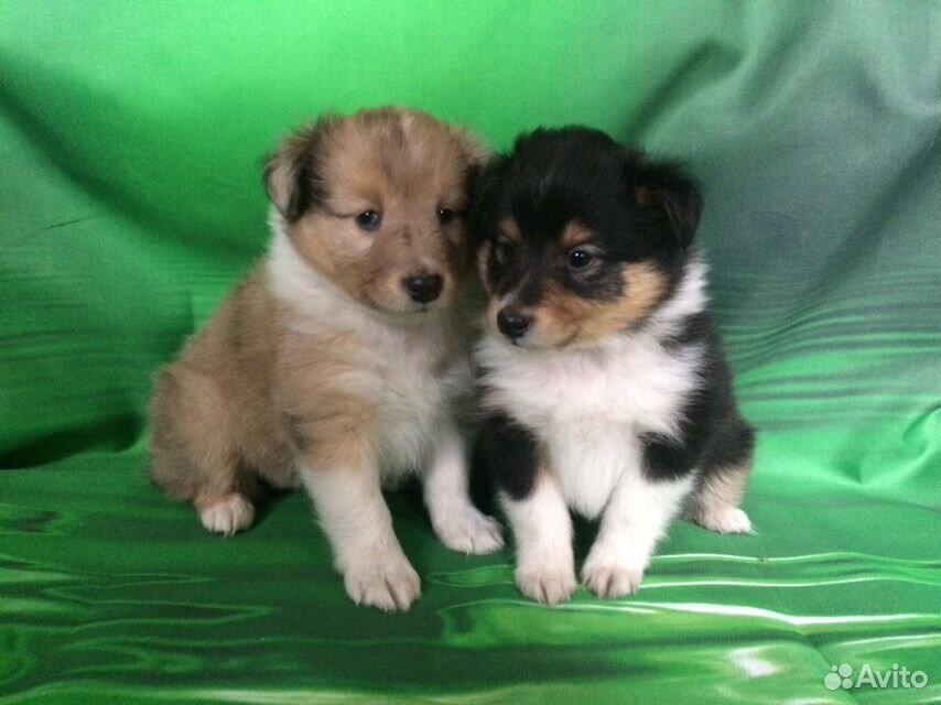 Щенки шелти