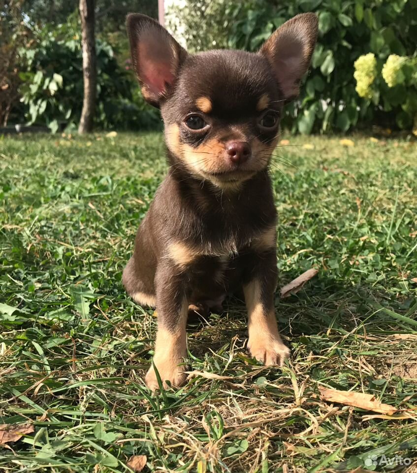 Шоколадный малыш (Видео)