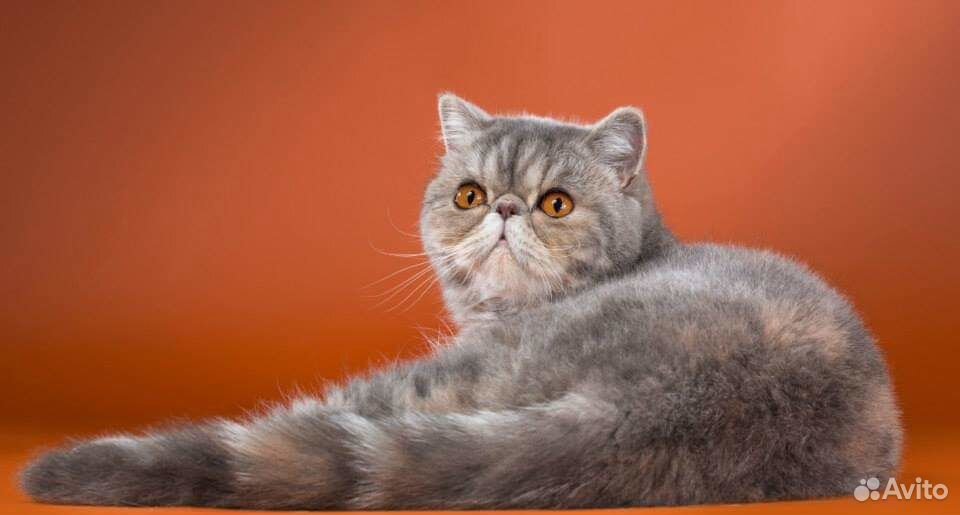 Взрослая экзотка в добрые руки