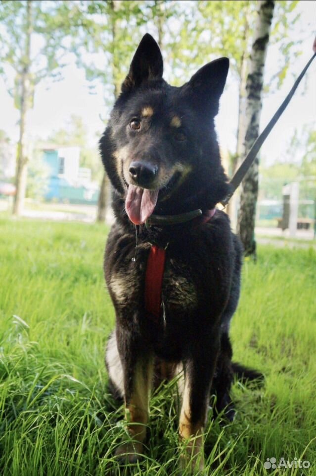 Джульетта в добрые руки