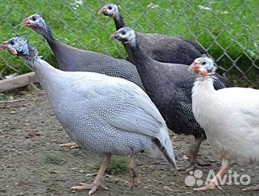 Продаются цецарки