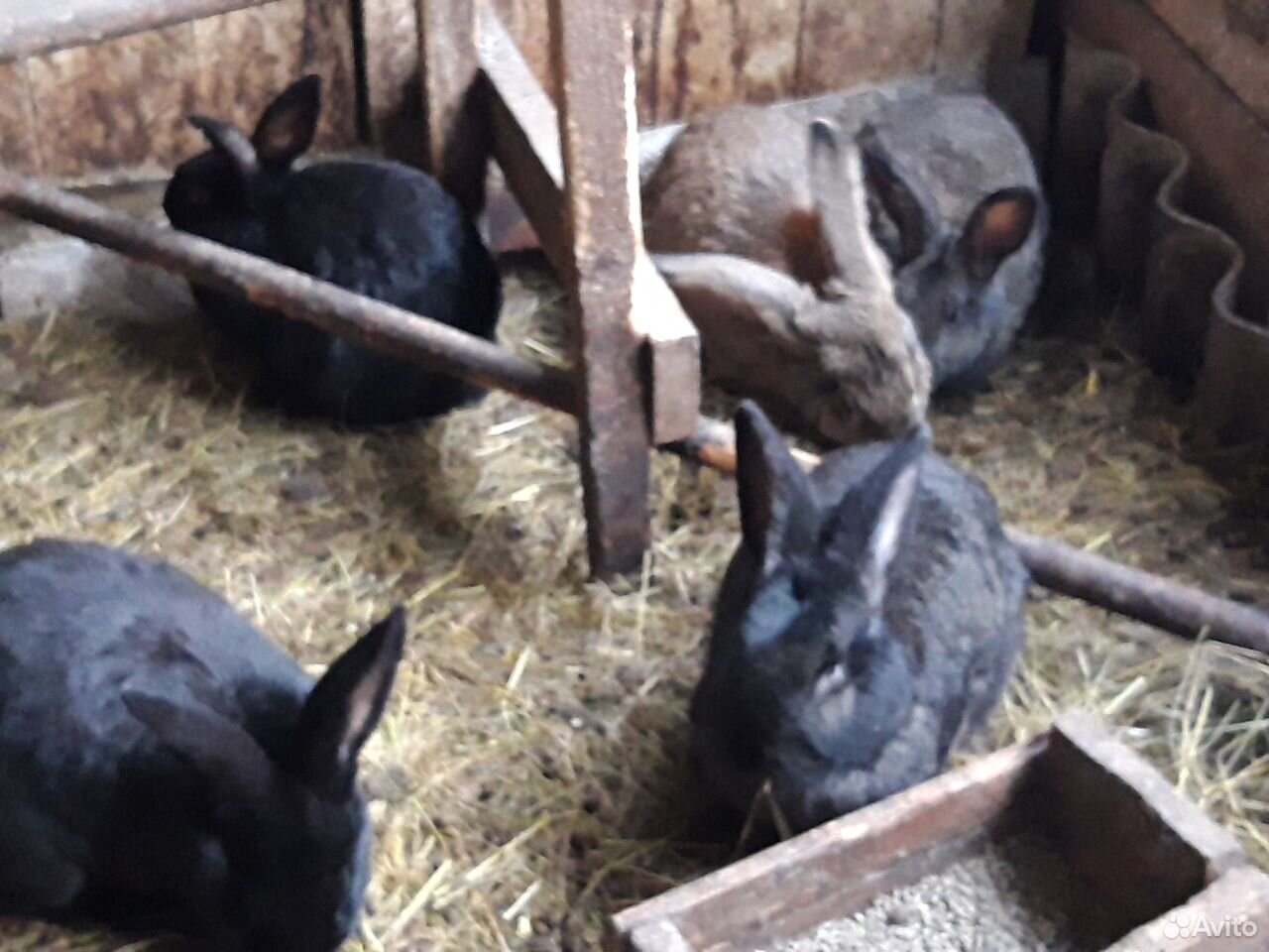 Продажа кроликов