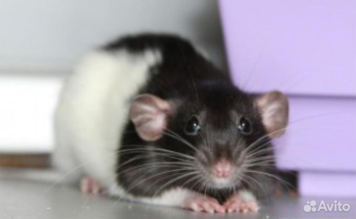 Крысы Дамбо