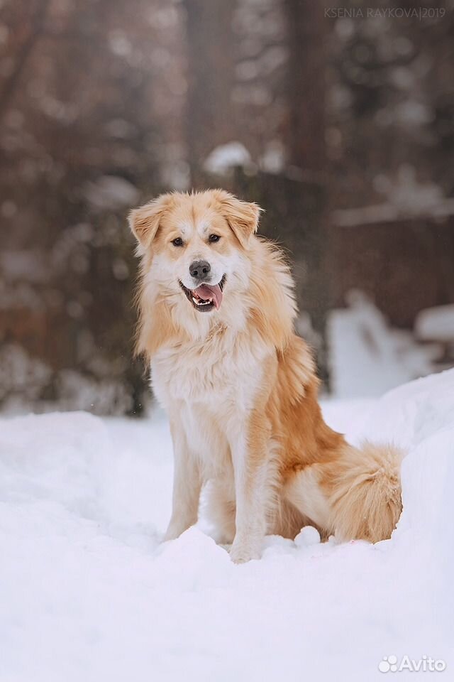 Крупный пёс Нортон в добрые руки