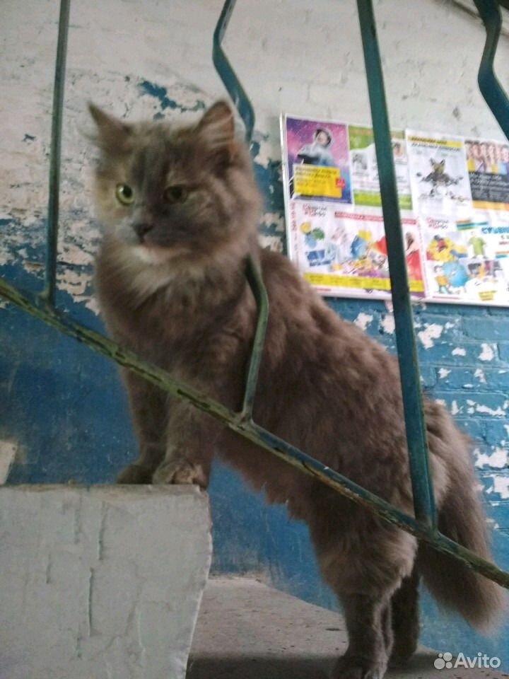 Ласковая Кошечка ищет дом