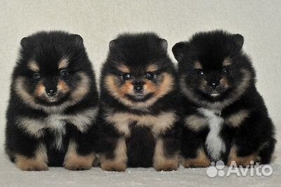 Шпиц Померанский