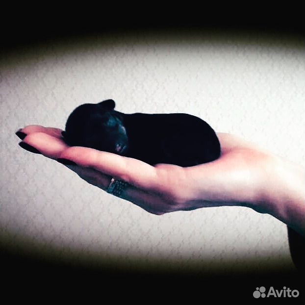 Мальчики-тойчики бронь