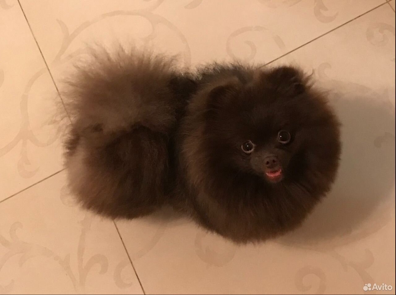 Вязка с Шоколадиком