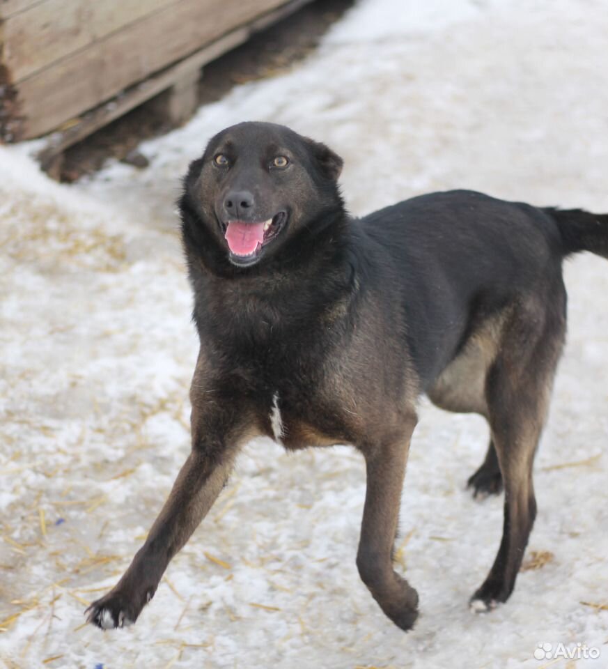 Активная небольшая собачка Лиза